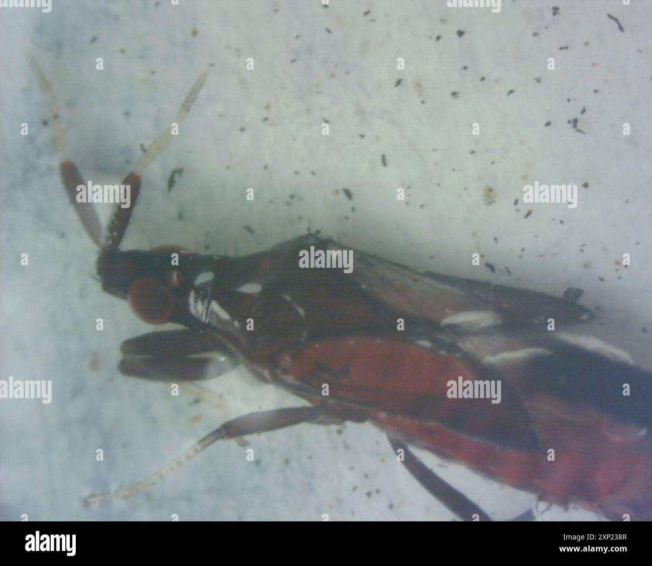 Minute pirate bugs (Anthocoridae) Insecta Stock Photo - Alamy