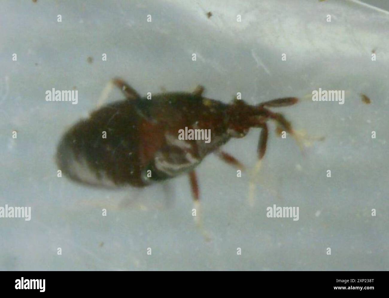 Minute pirate bugs (Anthocoridae) Insecta Stock Photo - Alamy