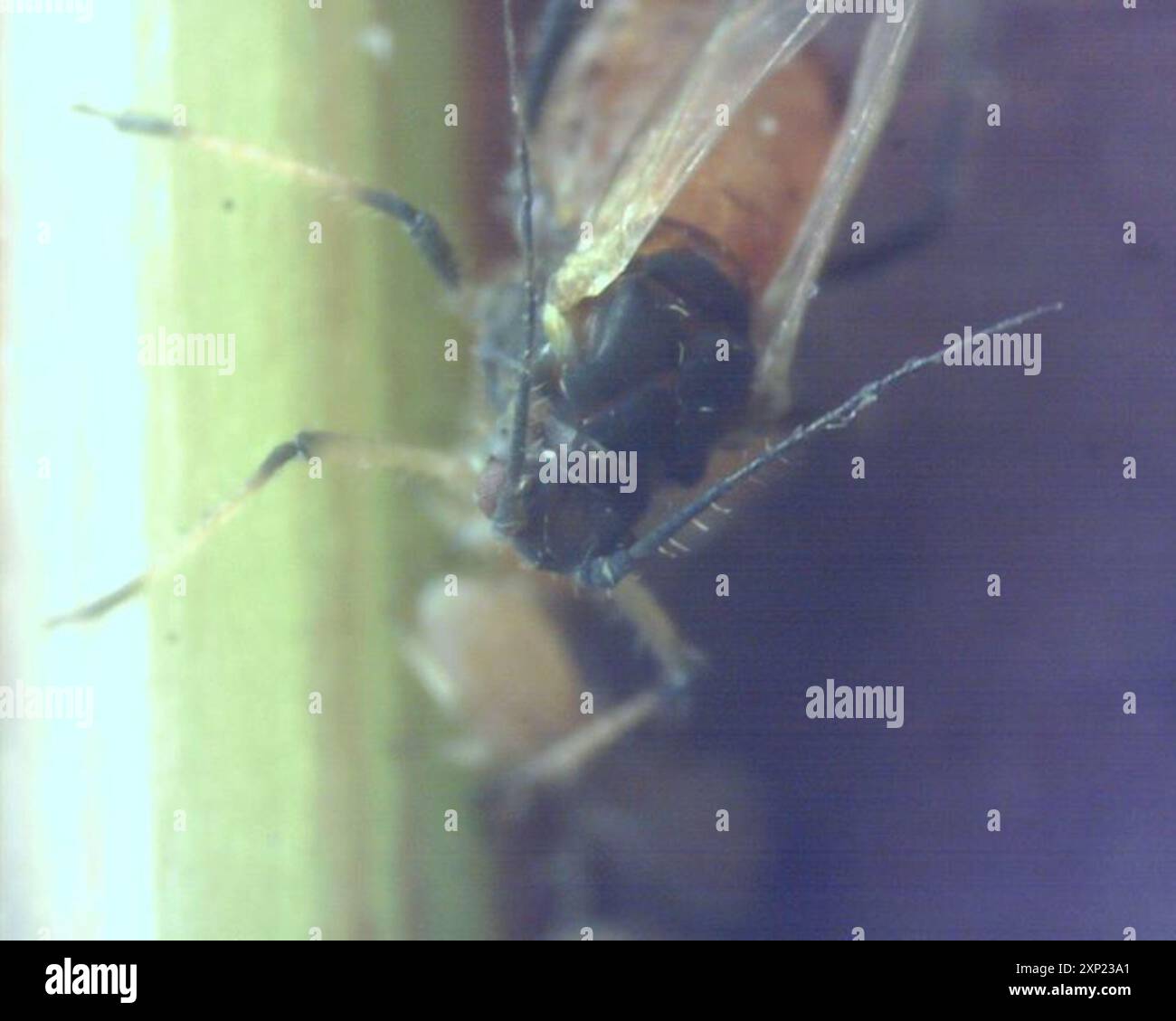 Aphids (Aphididae) Insecta Stock Photo - Alamy