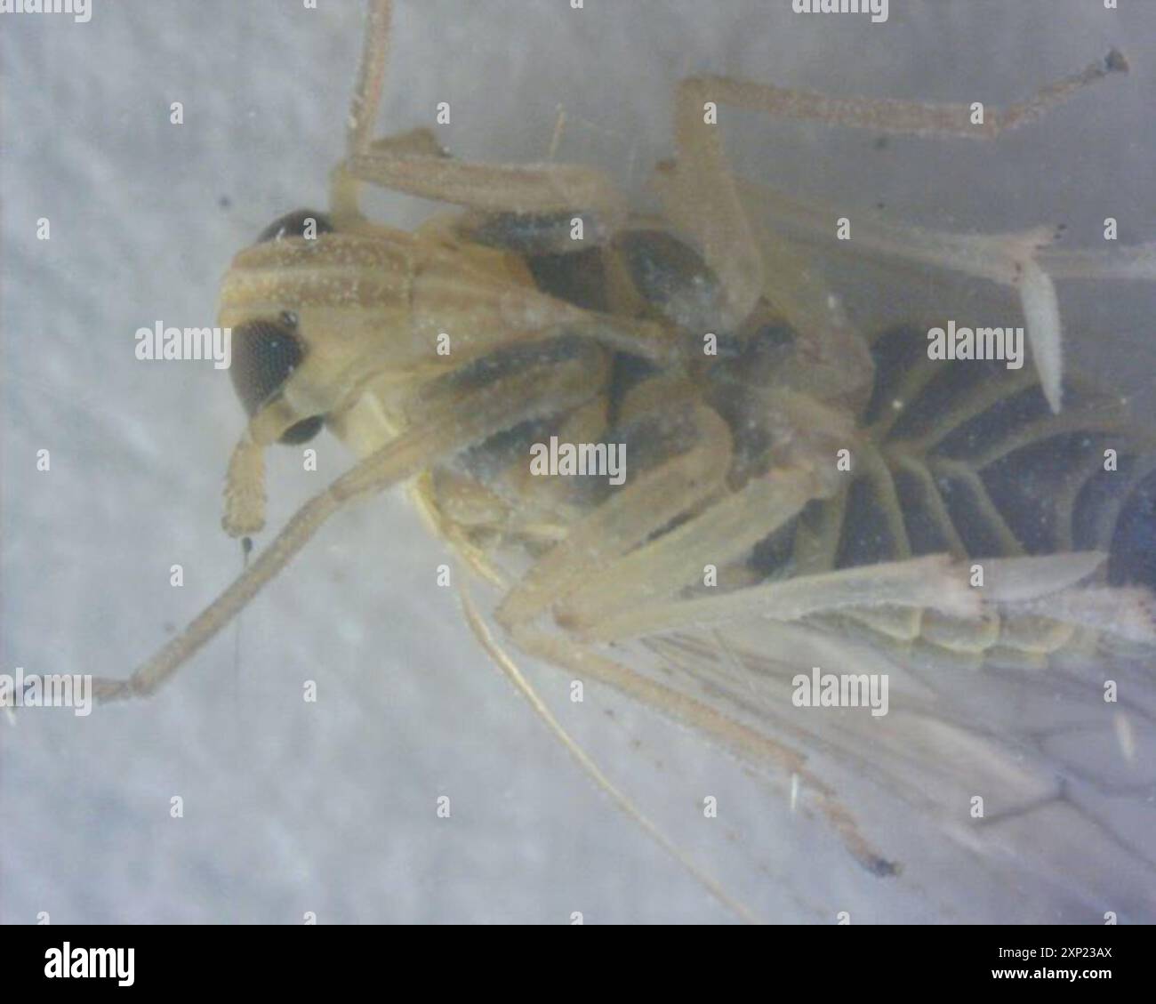 Delphacid Planthoppers (Delphacidae) Insecta Stock Photo - Alamy