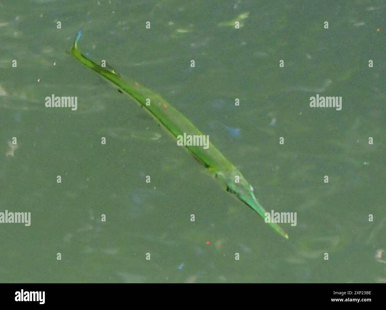 Needlefishes (Belonidae) Actinopterygii Stock Photo - Alamy