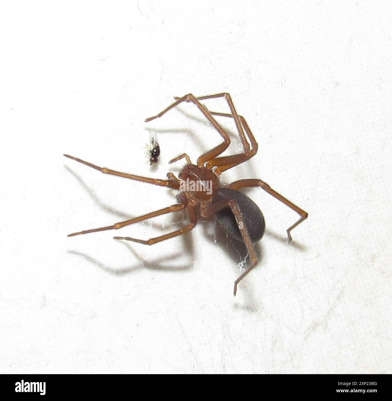 Recluse Spiders (Loxosceles) Arachnida Stock Photo - Alamy