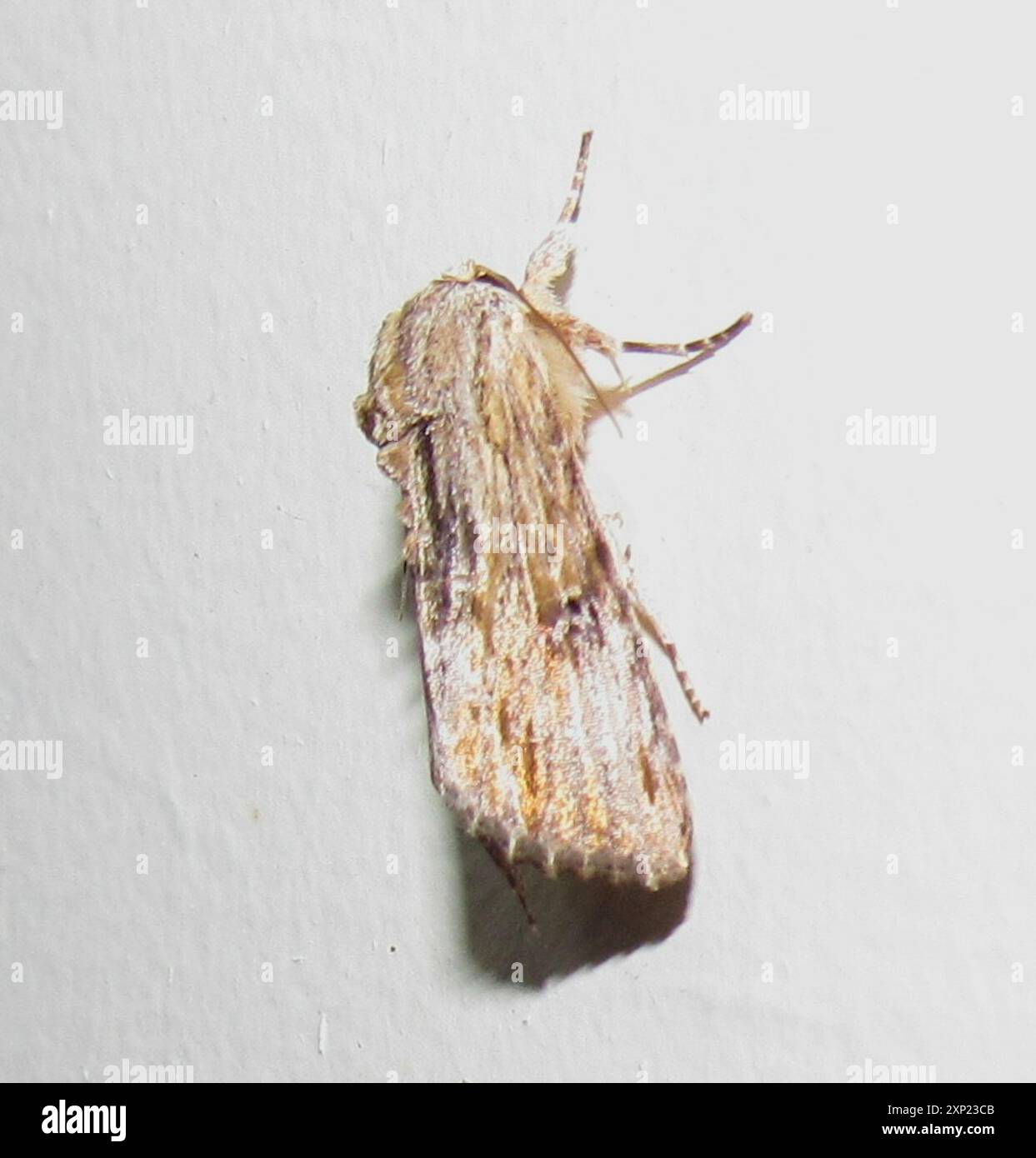 Southern Armyworm Moth (Spodoptera eridania) Insecta Stock Photo - Alamy