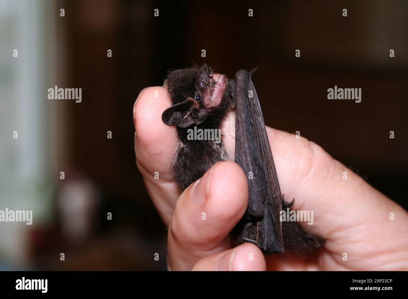 Silver-haired Bat (Lasionycteris noctivagans) Mammalia Stock Photo - Alamy