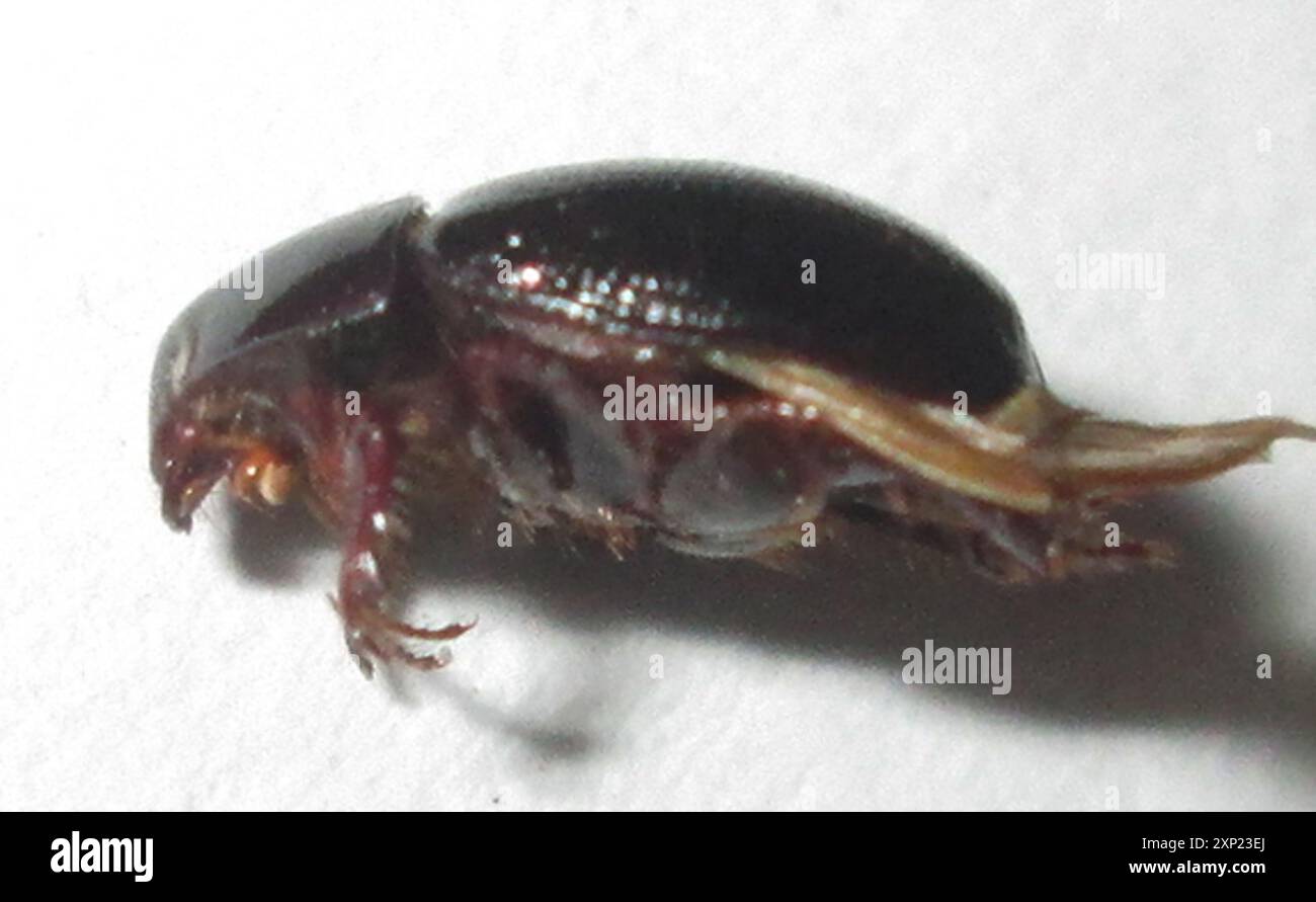 Scavenger and Pill Scarab Beetles (Hybosoridae) Insecta Stock Photo - Alamy