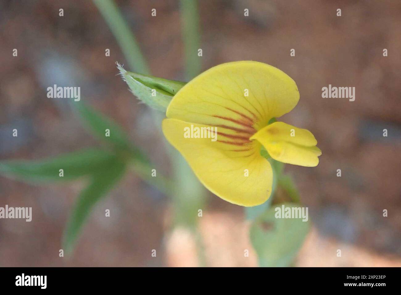Cape Caterpillarbean (Zornia capensis capensis) Plantae Stock Photo - Alamy
