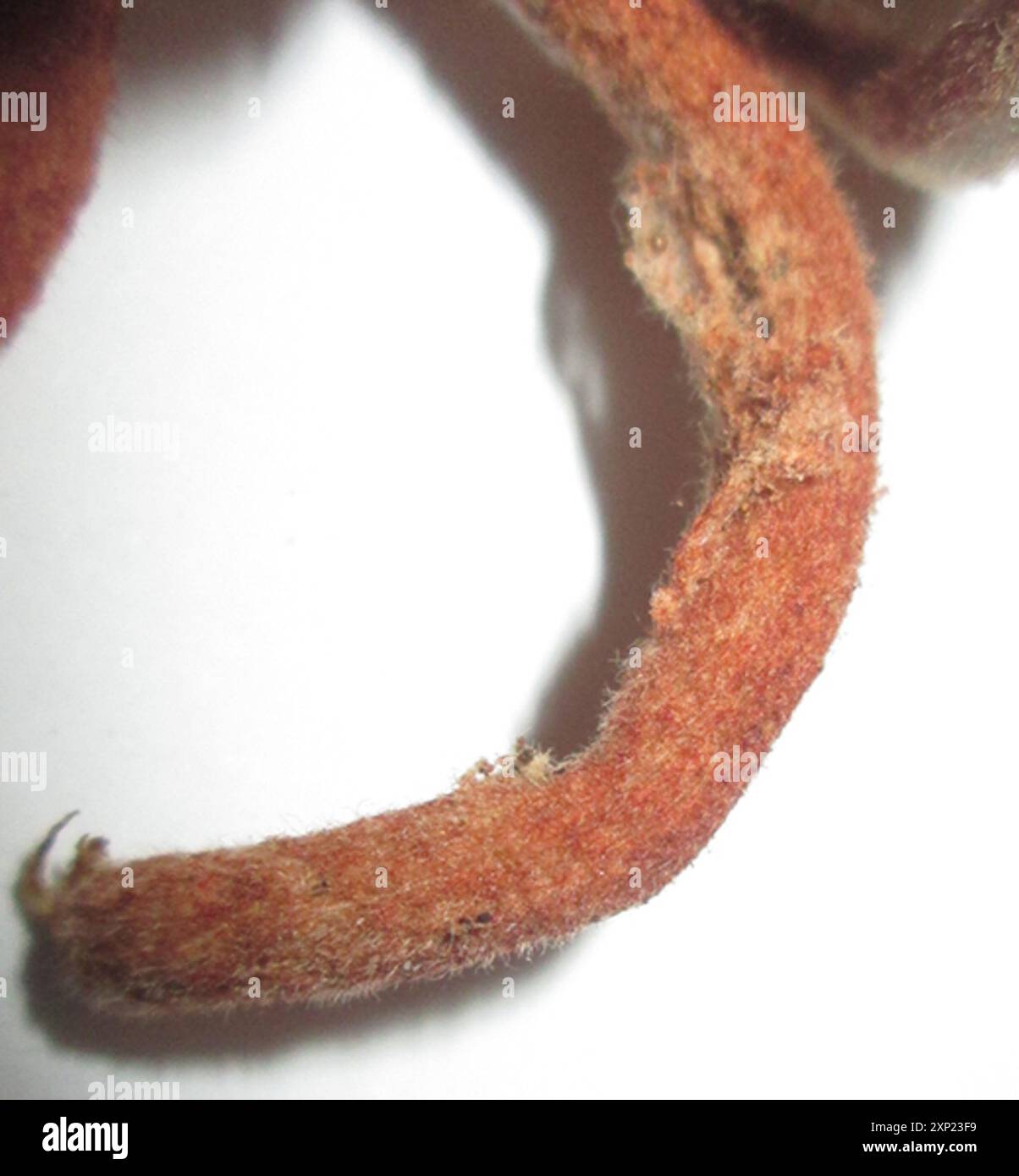 silver terminalia (Terminalia sericea) Plantae Stock Photo - Alamy