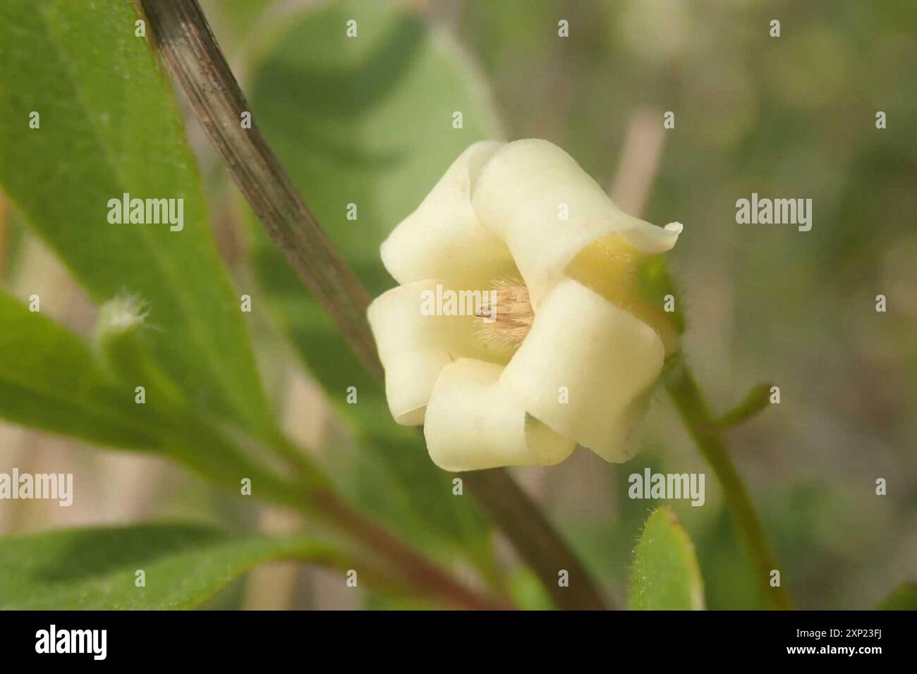Hairy Bluebush (Diospyros lycioides sericea) Plantae Stock Photo - Alamy