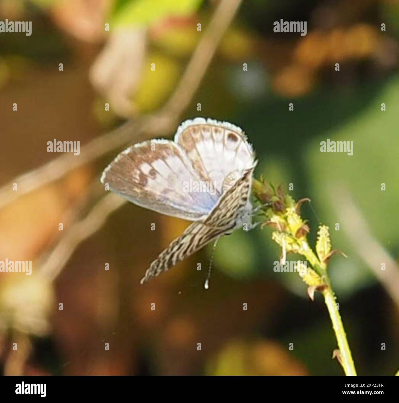 Cassius Blue (Leptotes cassius) Insecta Stock Photo - Alamy
