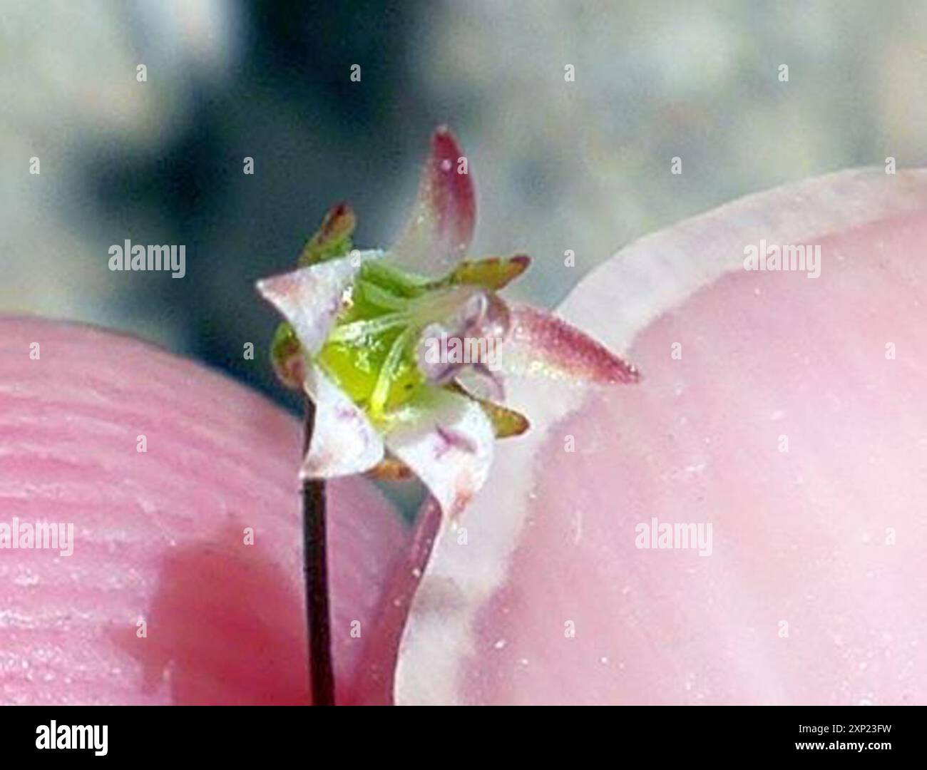 (Nemacladus tenuis tenuis) Plantae Stock Photo - Alamy