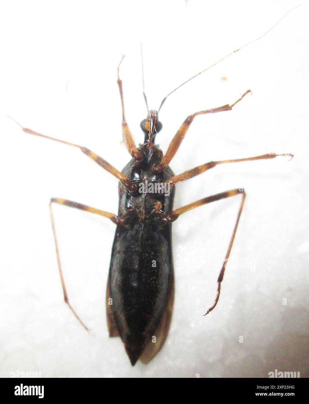 (Reduvius tarsatus) Insecta Stock Photo - Alamy