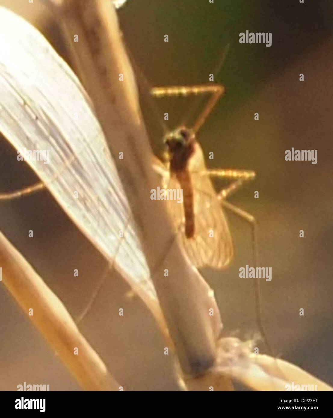 Crane Flies (Tipulomorpha) Insecta Stock Photo - Alamy