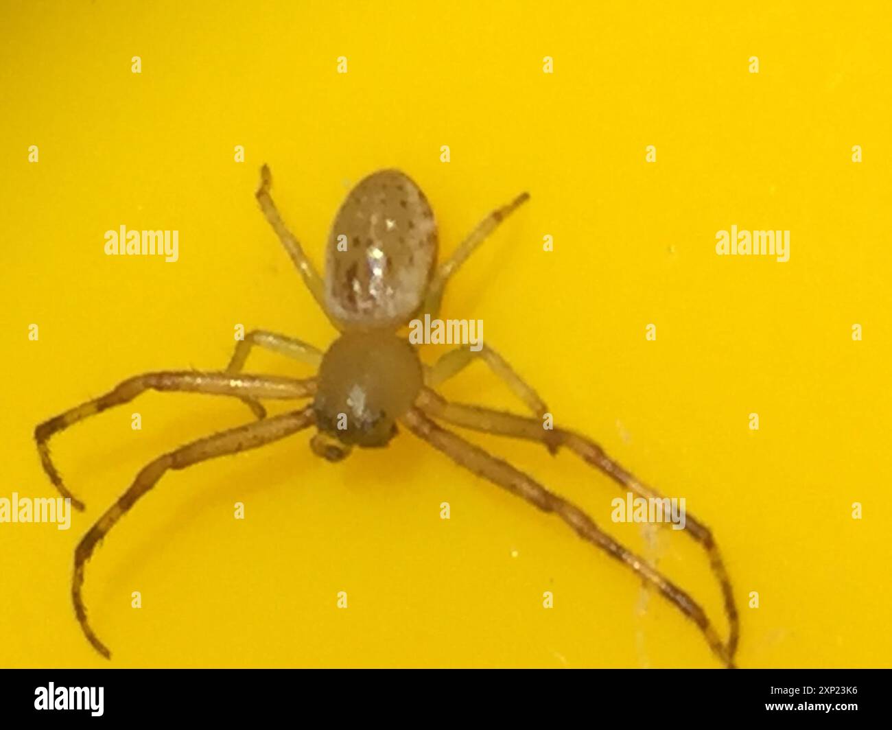 Flower Spiders (Diaea) Arachnida Stock Photo - Alamy