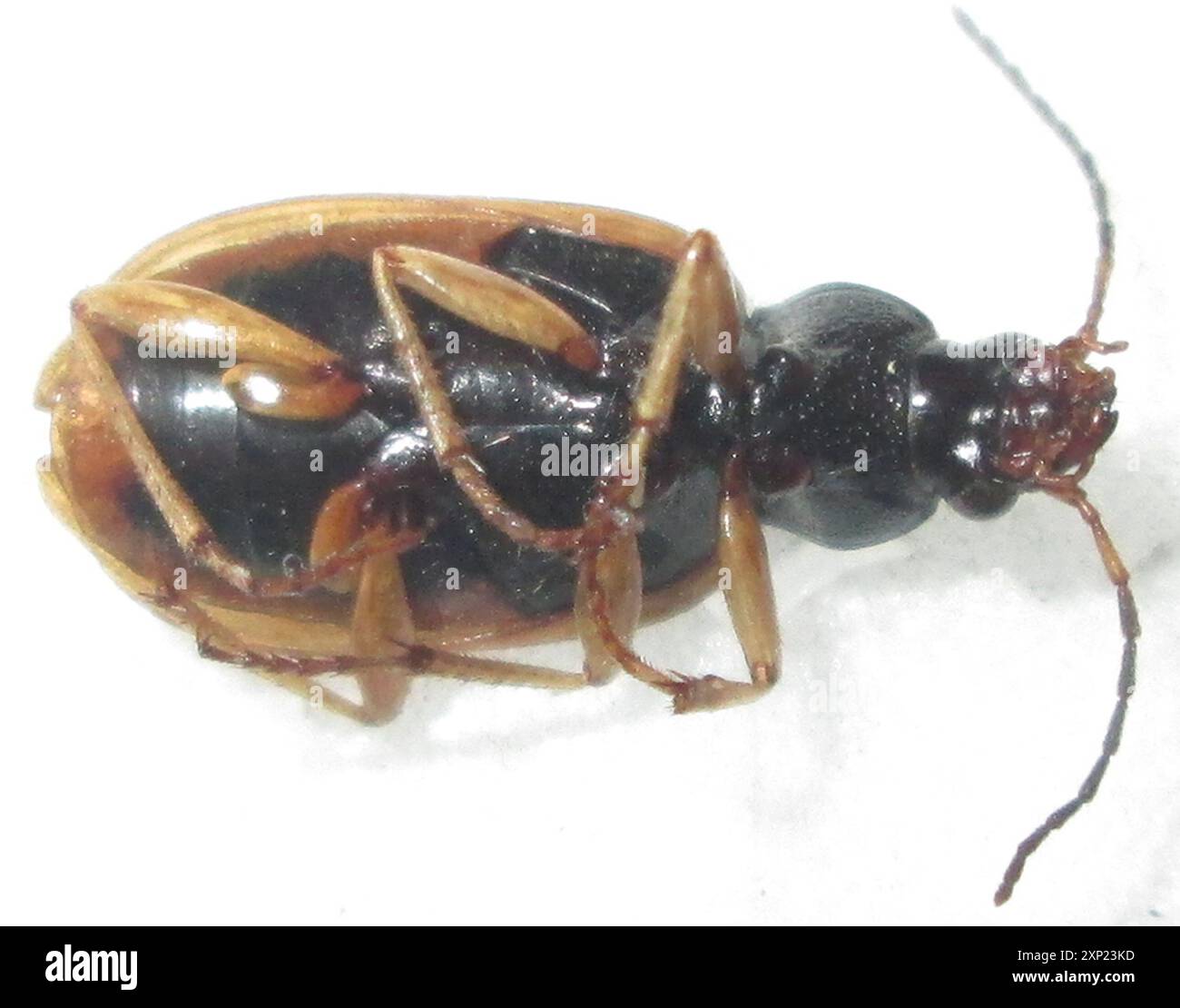 Vivid Metallic Ground Beetles (Chlaenius) Insecta Stock Photo - Alamy