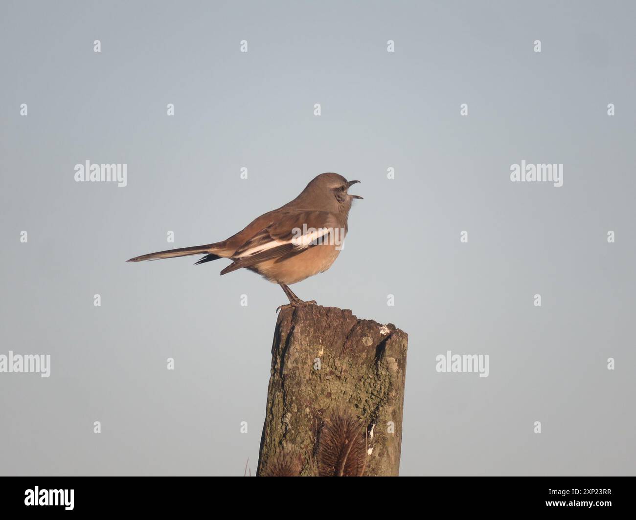White-banded Mockingbird (Mimus triurus) Aves Stock Photo - Alamy