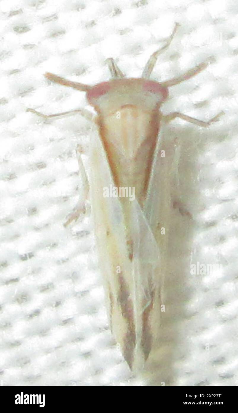 Delphacid Planthoppers (Delphacidae) Insecta Stock Photo - Alamy