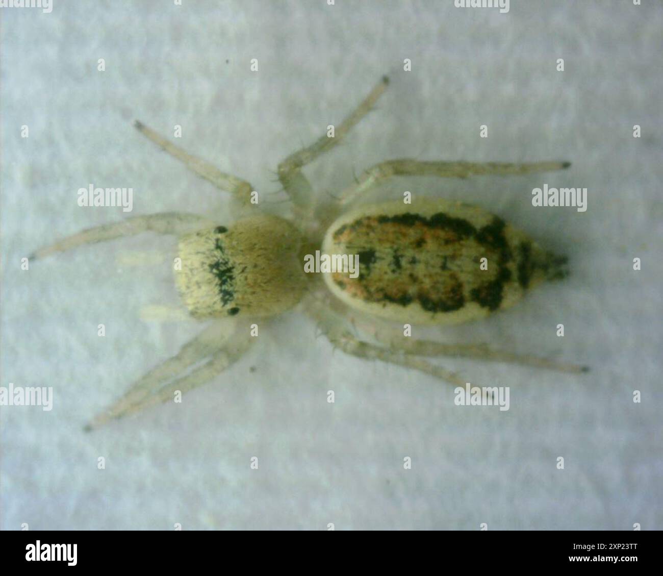 Lami Beach Northern Jumping Spider (Cosmophasis lami) Arachnida Stock ...