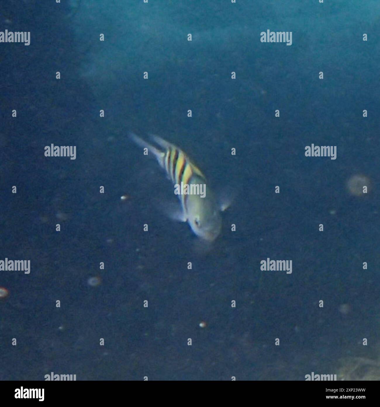 Atlantic Sergeant Major (Abudefduf saxatilis) Actinopterygii Stock ...