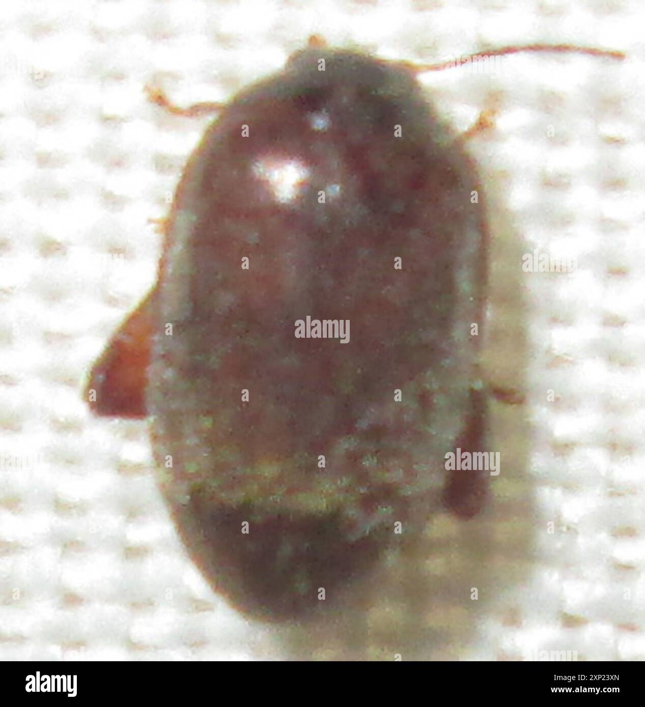 Marsh Beetles (Scirtidae) Insecta Stock Photo - Alamy