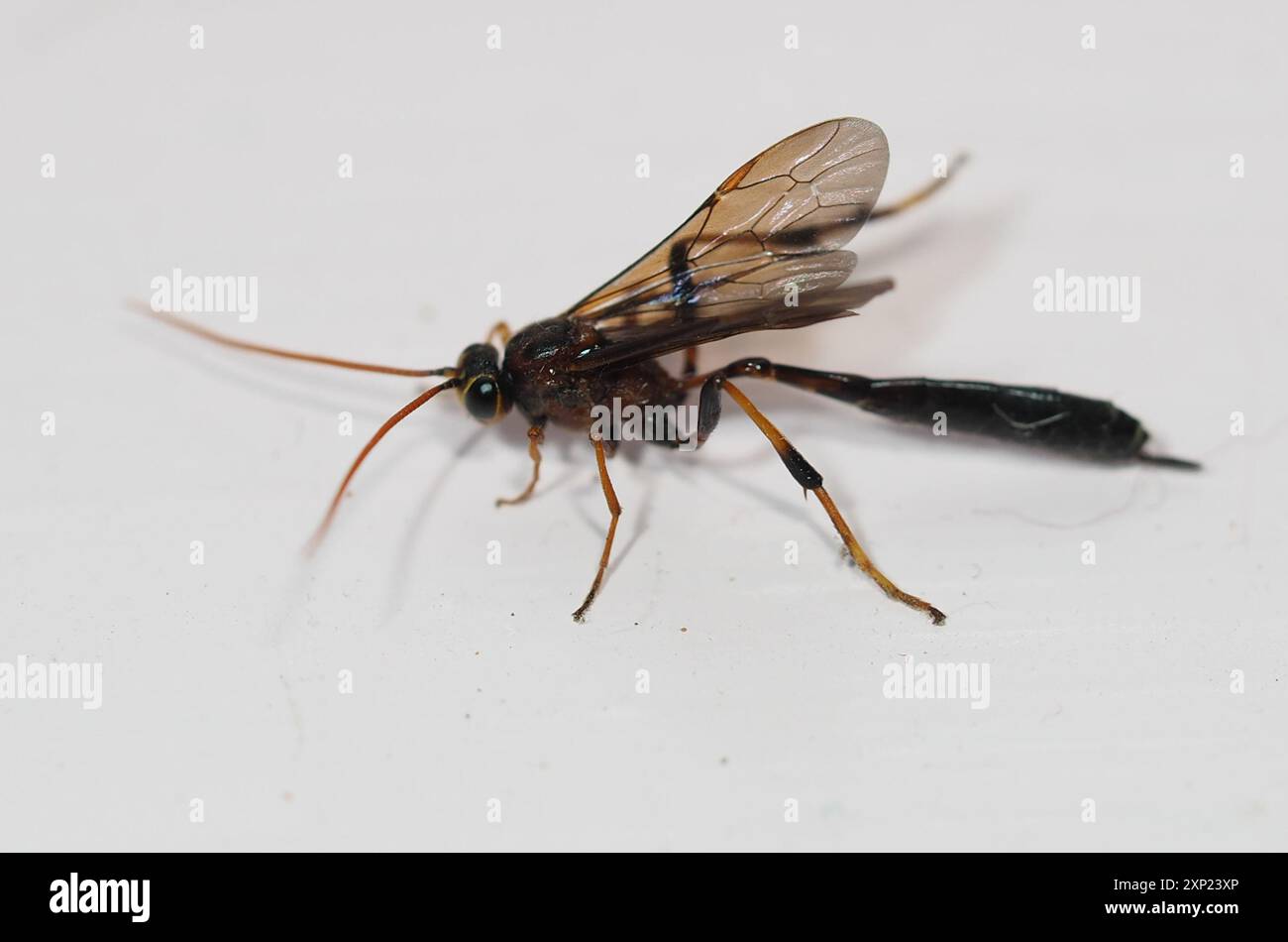 Ichneumonid Wasps (Ichneumonidae) Insecta Stock Photo - Alamy