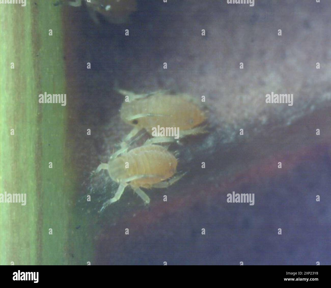 Aphids (Aphididae) Insecta Stock Photo - Alamy