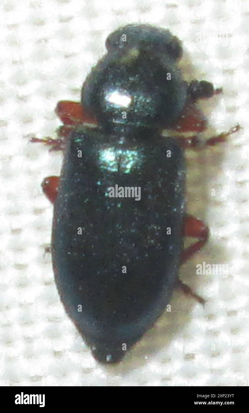 Redlegged Ham Beetle (Necrobia rufipes) Insecta Stock Photo - Alamy