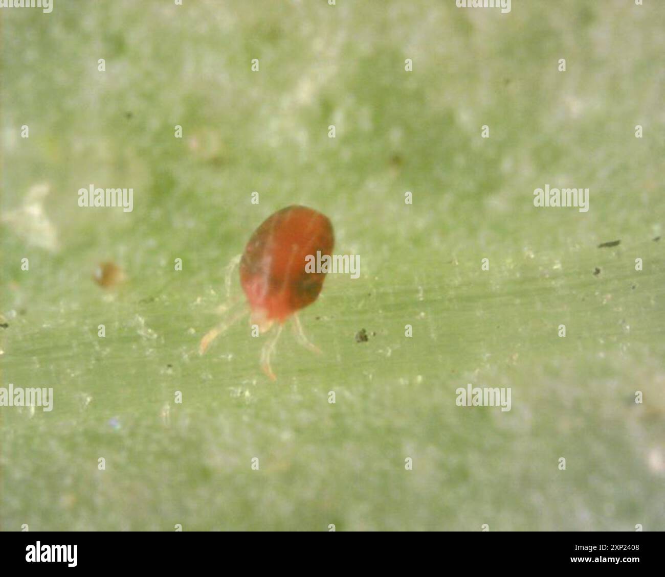 Twospotted Spider Mite (Tetranychus urticae) Arachnida Stock Photo - Alamy