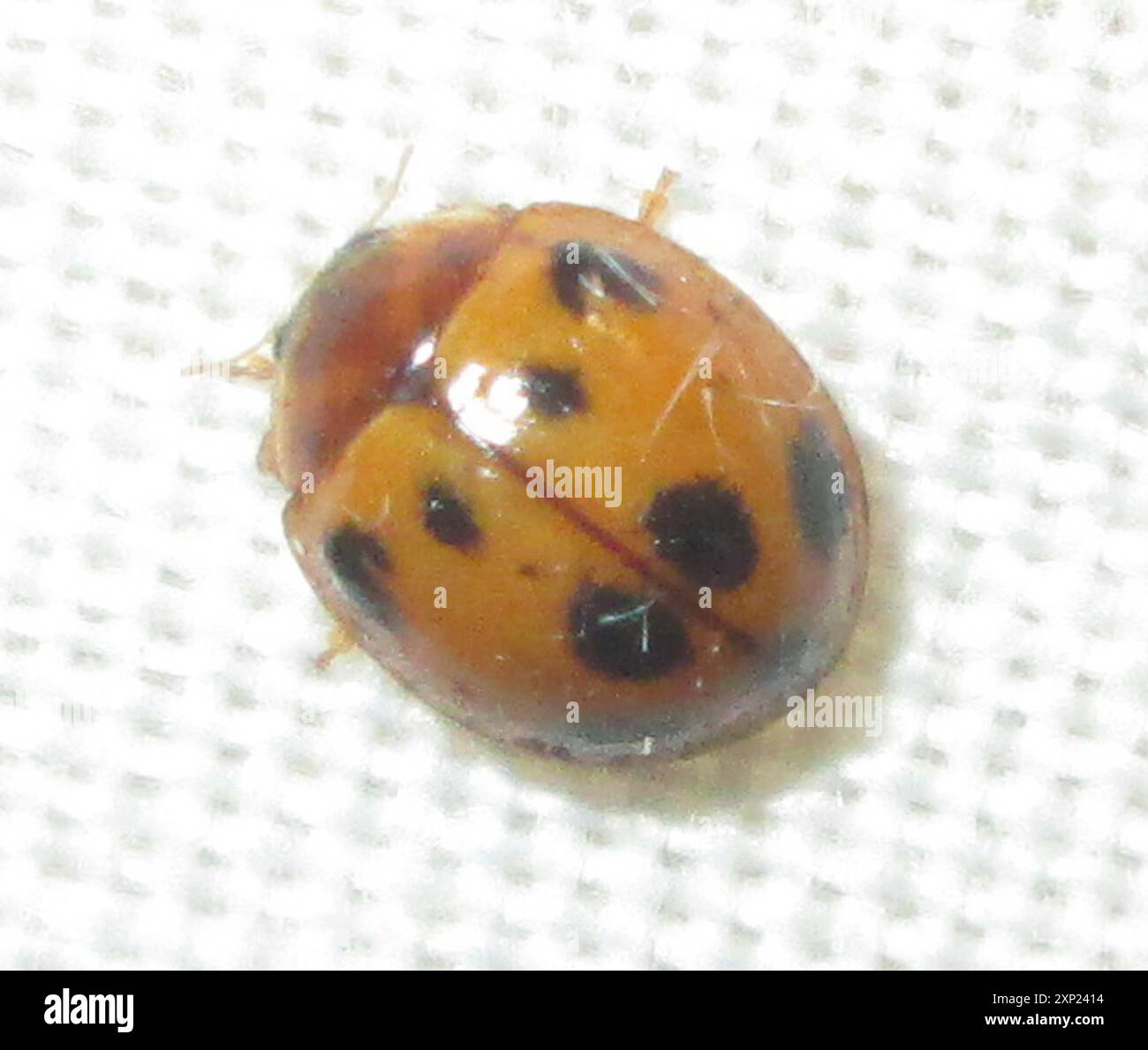 Lady Beetles (Coccinellidae) Insecta Stock Photo - Alamy