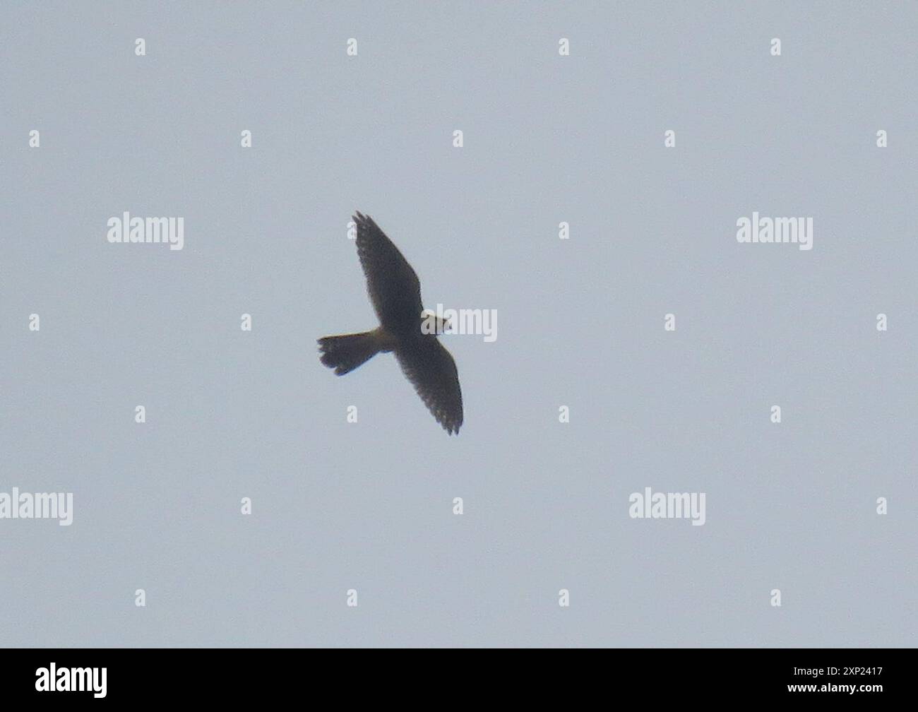 Aplomado Falcon (Falco femoralis) Aves Stock Photo - Alamy