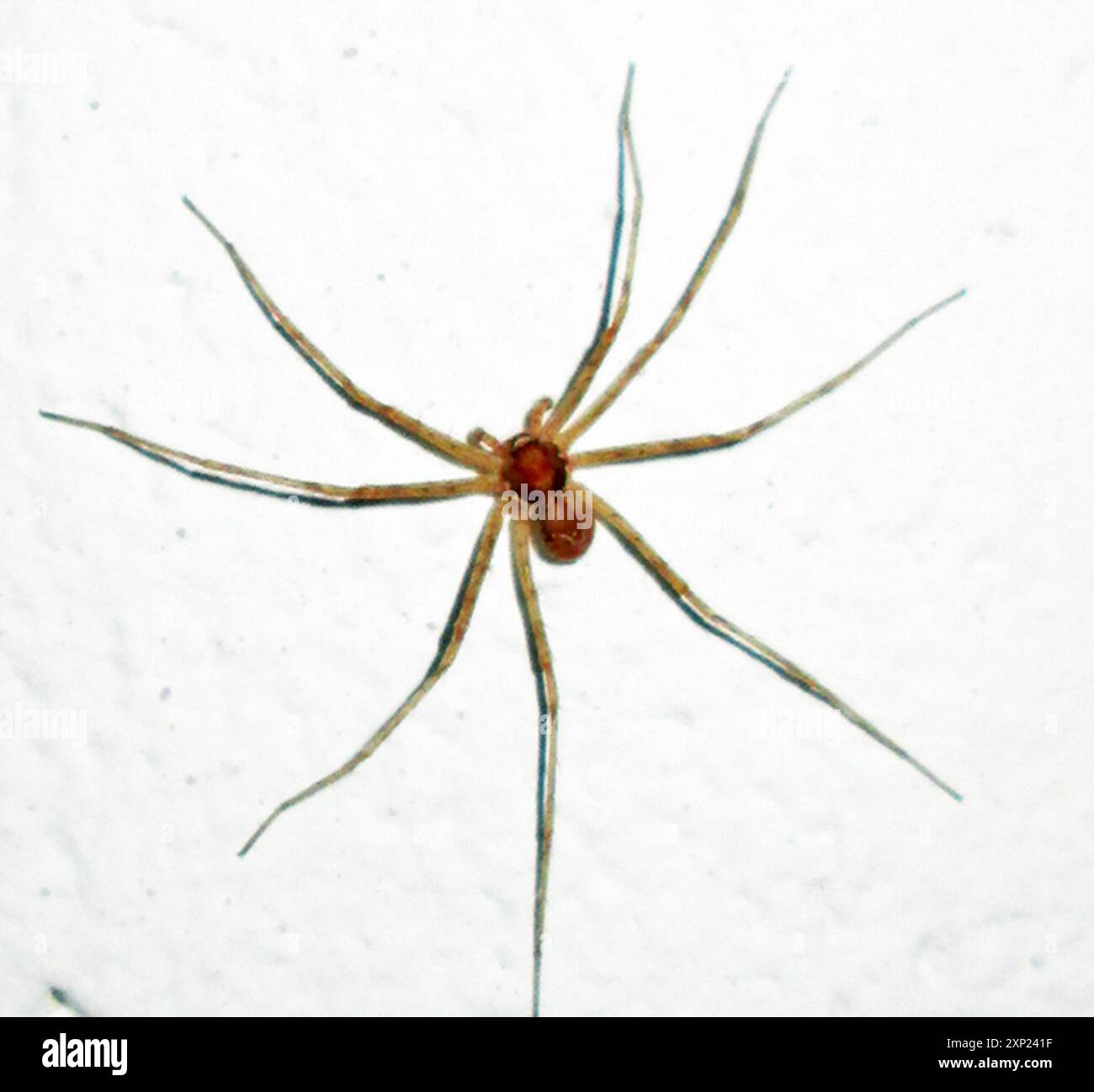 Spiders (Araneae) Arachnida Stock Photo - Alamy