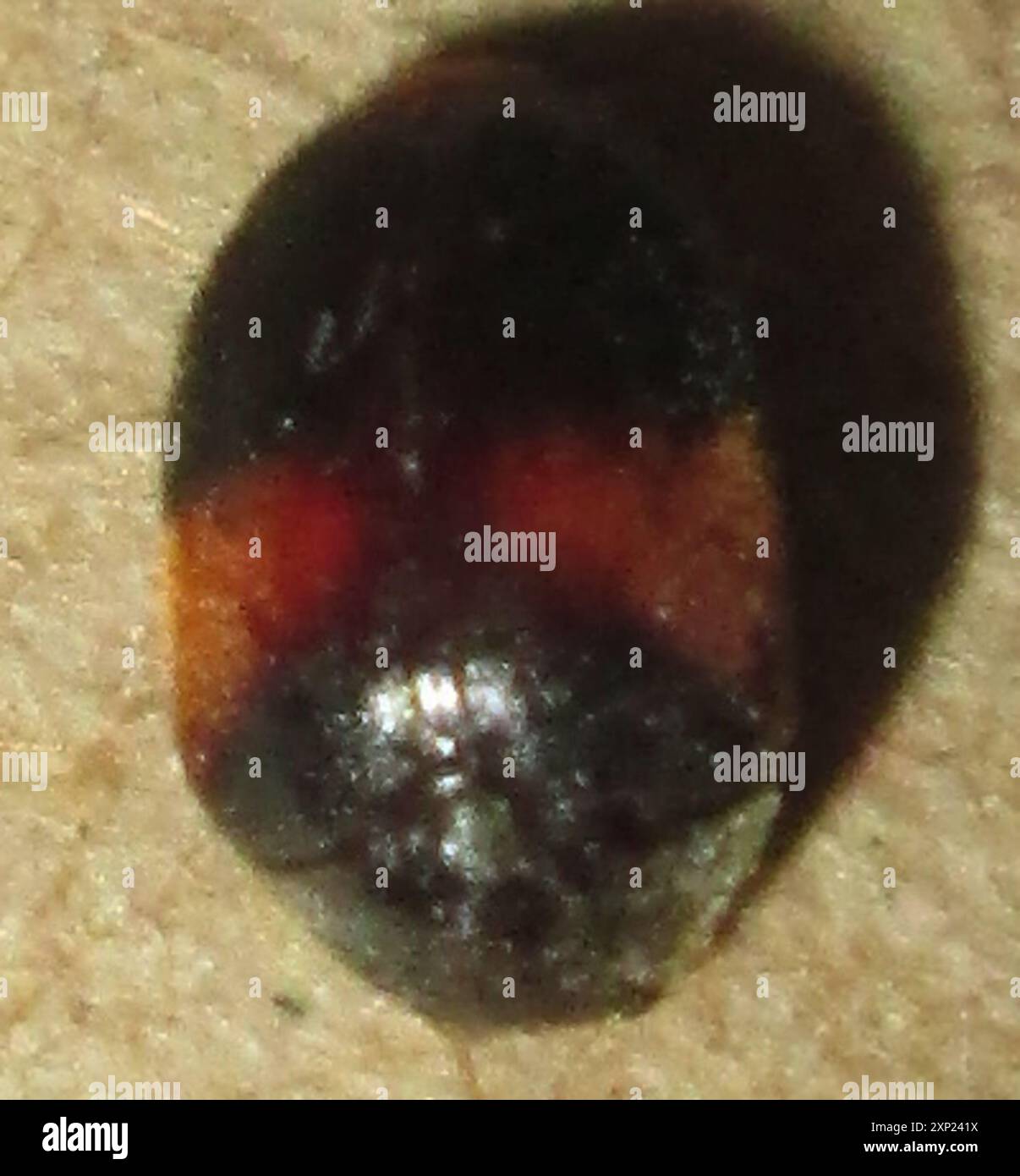 Skin Beetles (Dermestidae) Insecta Stock Photo - Alamy