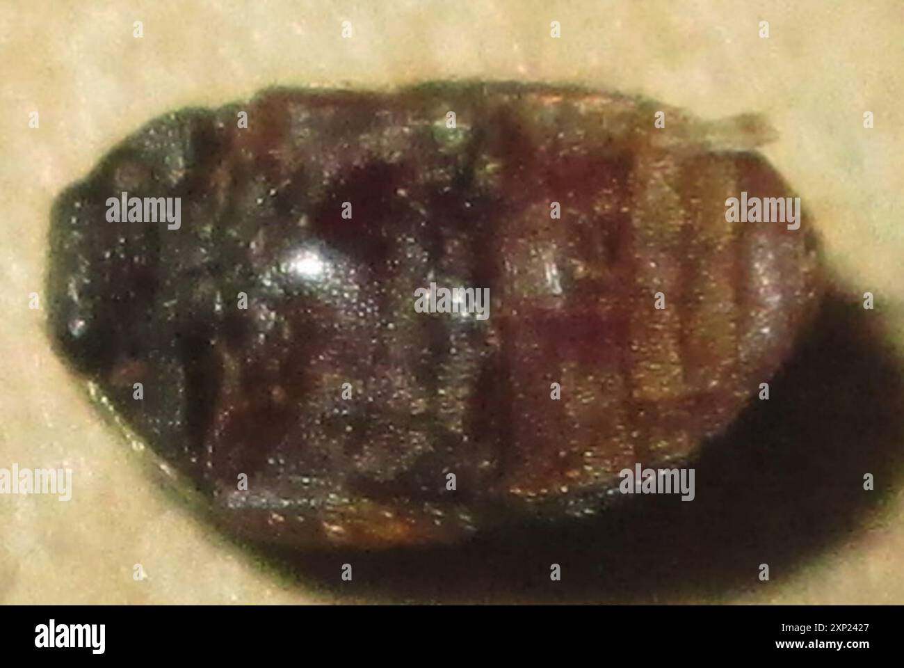 Skin Beetles (Dermestidae) Insecta Stock Photo - Alamy