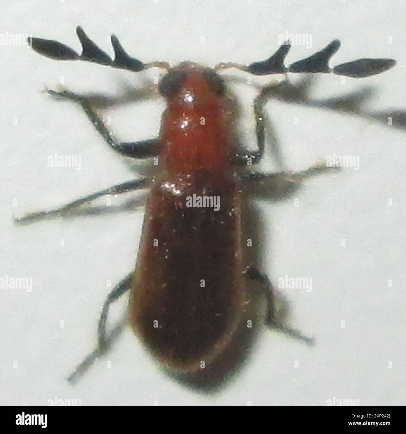 Checkered Beetles (Cleridae) Insecta Stock Photo - Alamy
