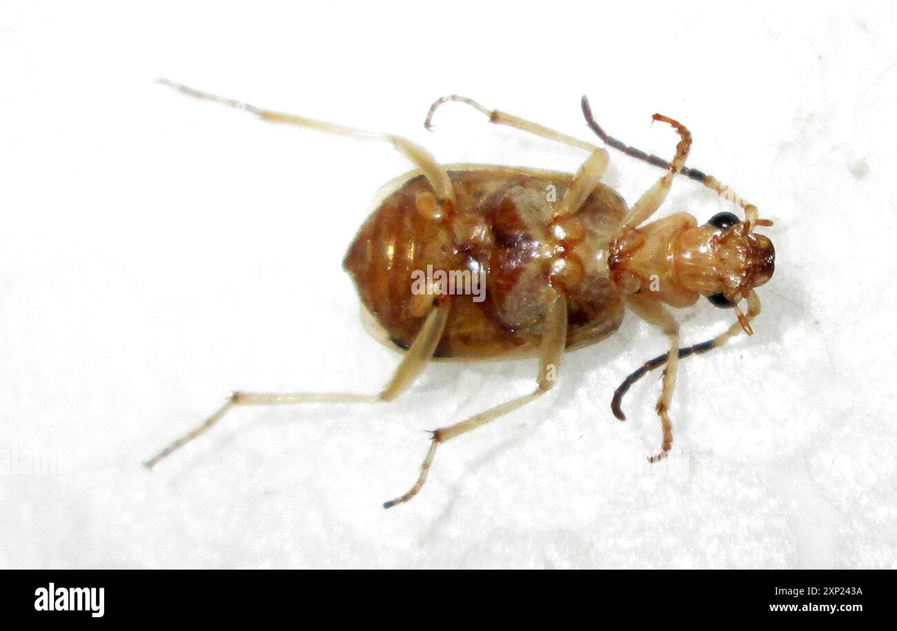 (Brachinus nobilis) Insecta Stock Photo - Alamy