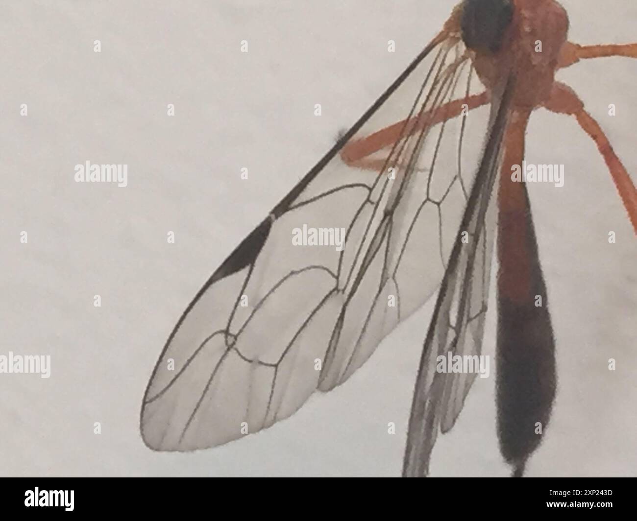 Orange Ichneumonid wasp (Netelia ephippiata) Insecta Stock Photo - Alamy