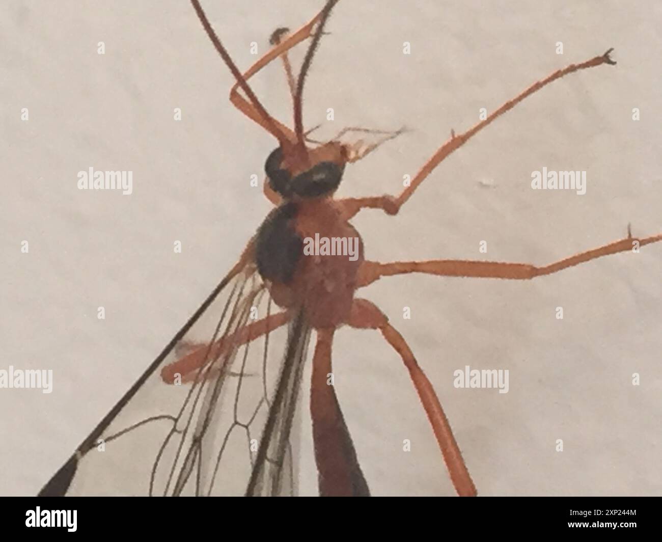 Orange Ichneumonid wasp (Netelia ephippiata) Insecta Stock Photo - Alamy