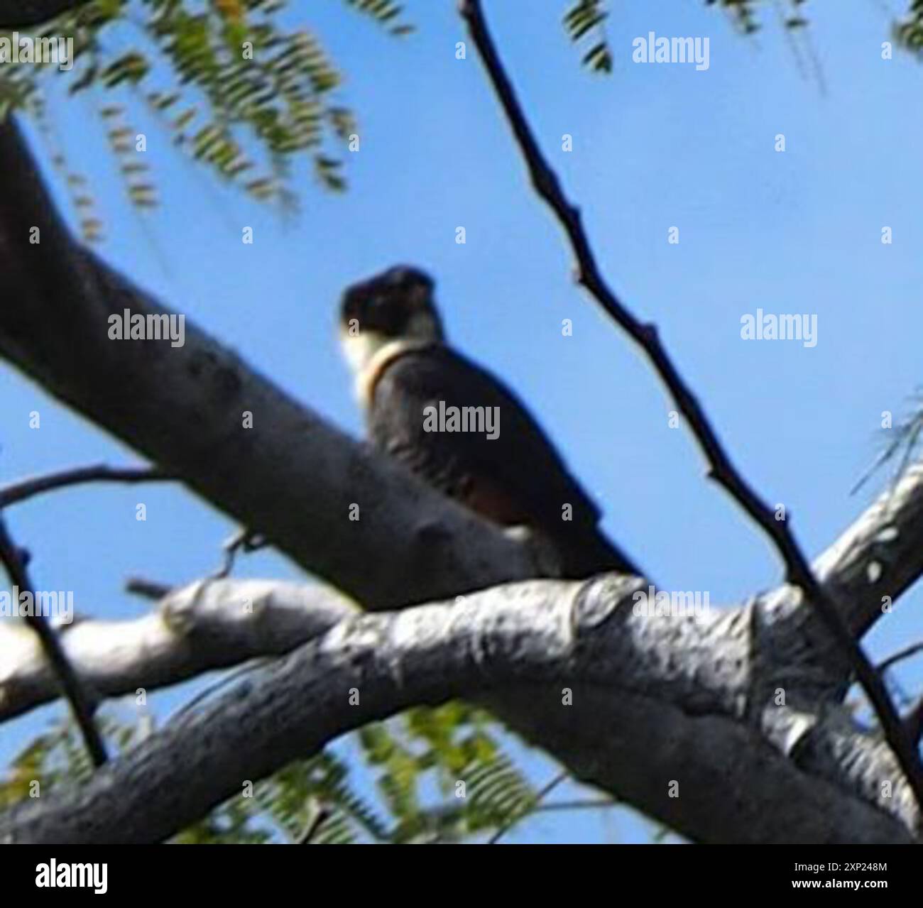 Bat Falcon (Falco rufigularis) Aves Stock Photo - Alamy
