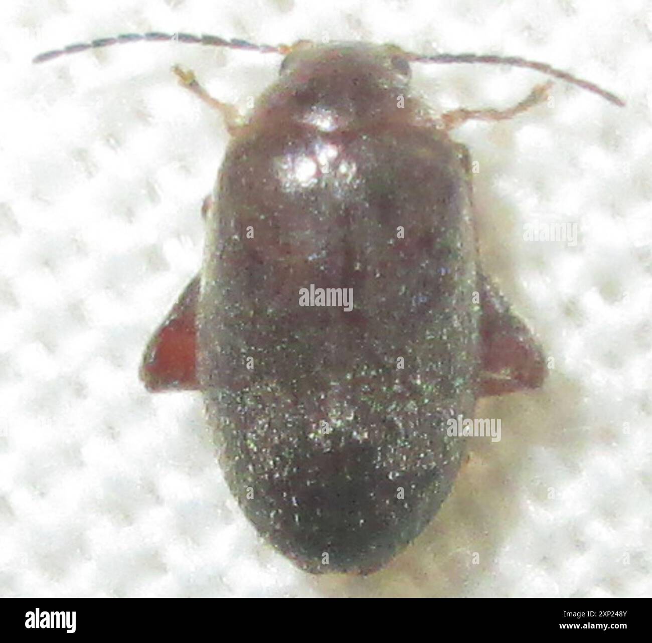 Marsh Beetles (Scirtidae) Insecta Stock Photo - Alamy