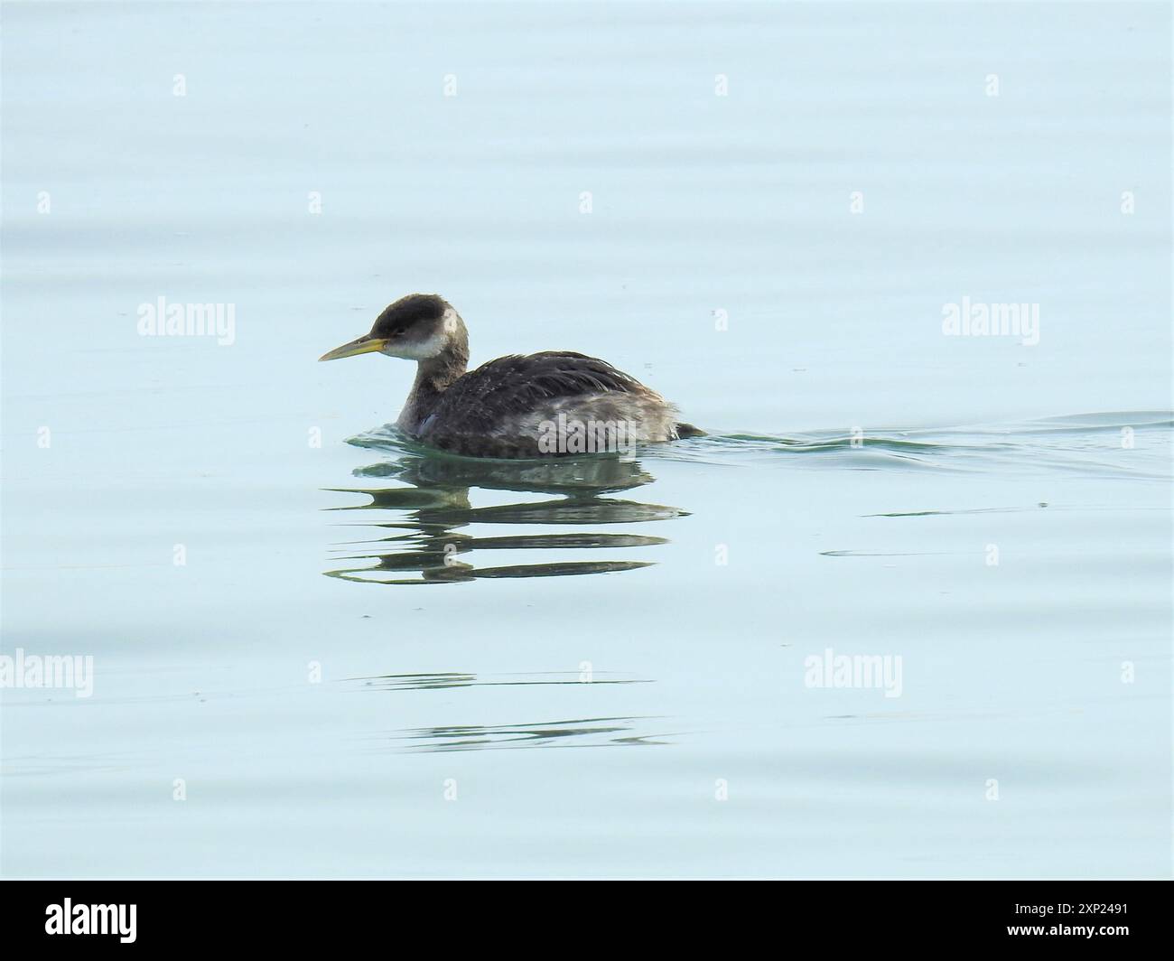 Red-necked Grebe (Podiceps grisegena) Aves Stock Photo - Alamy
