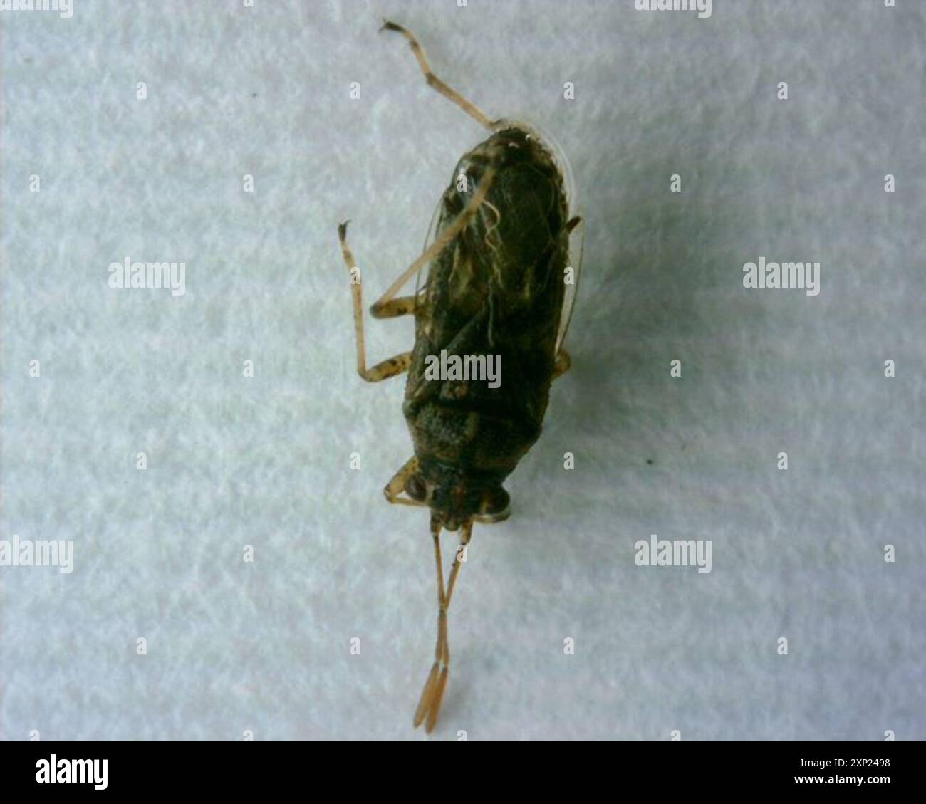 False chinch bugs (Nysius) Insecta Stock Photo - Alamy