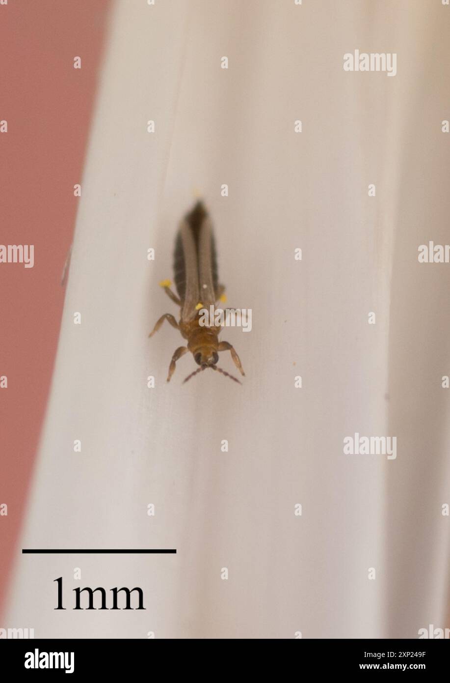 Thrips (Thysanoptera) Insecta Stock Photo - Alamy