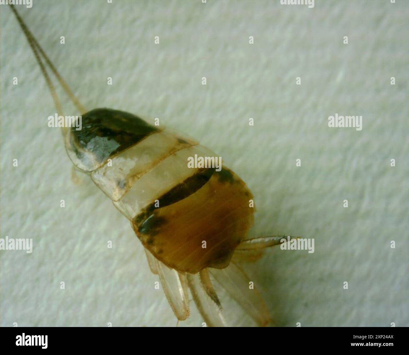 Brown banded cockroach hi-res stock photography and images - Alamy