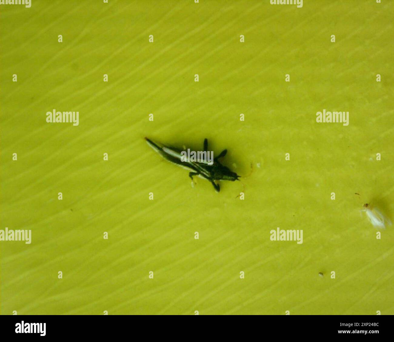 Common Thrips (Thripidae) Insecta Stock Photo - Alamy