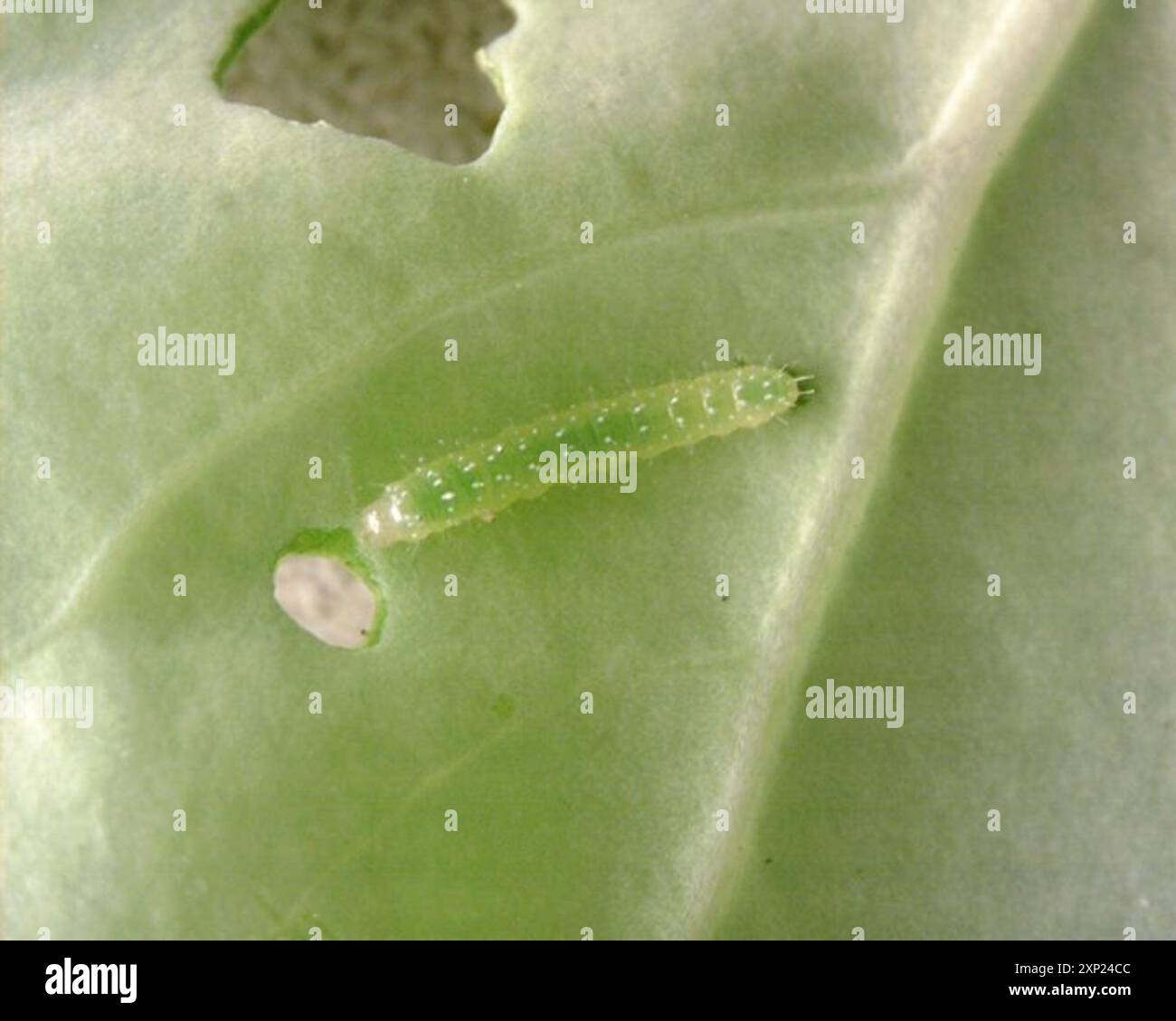 Garden Whites (Pieris) Insecta Stock Photo - Alamy