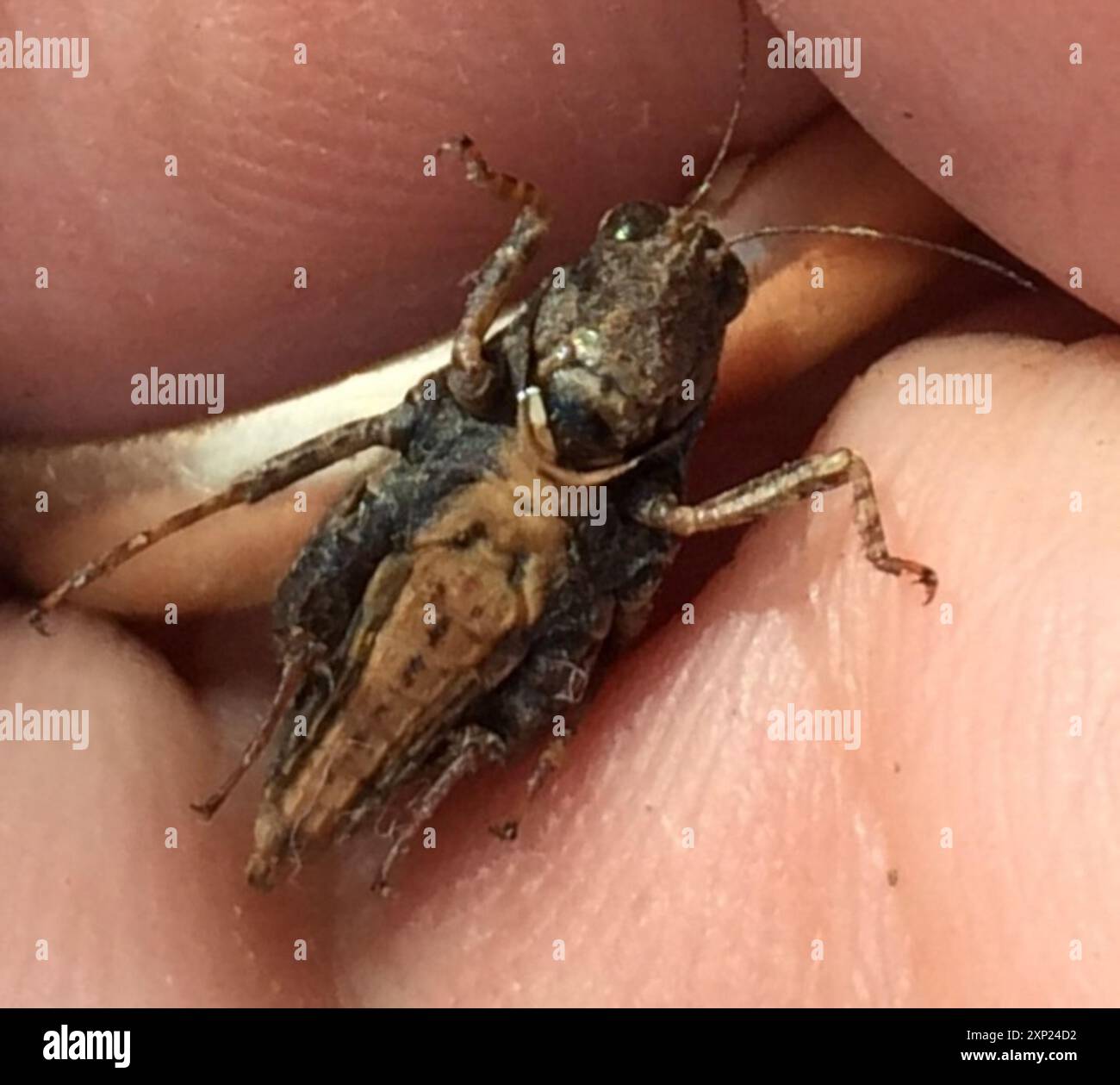 Black-sided Pygmy Grasshopper (Tettigidea lateralis) Insecta Stock ...