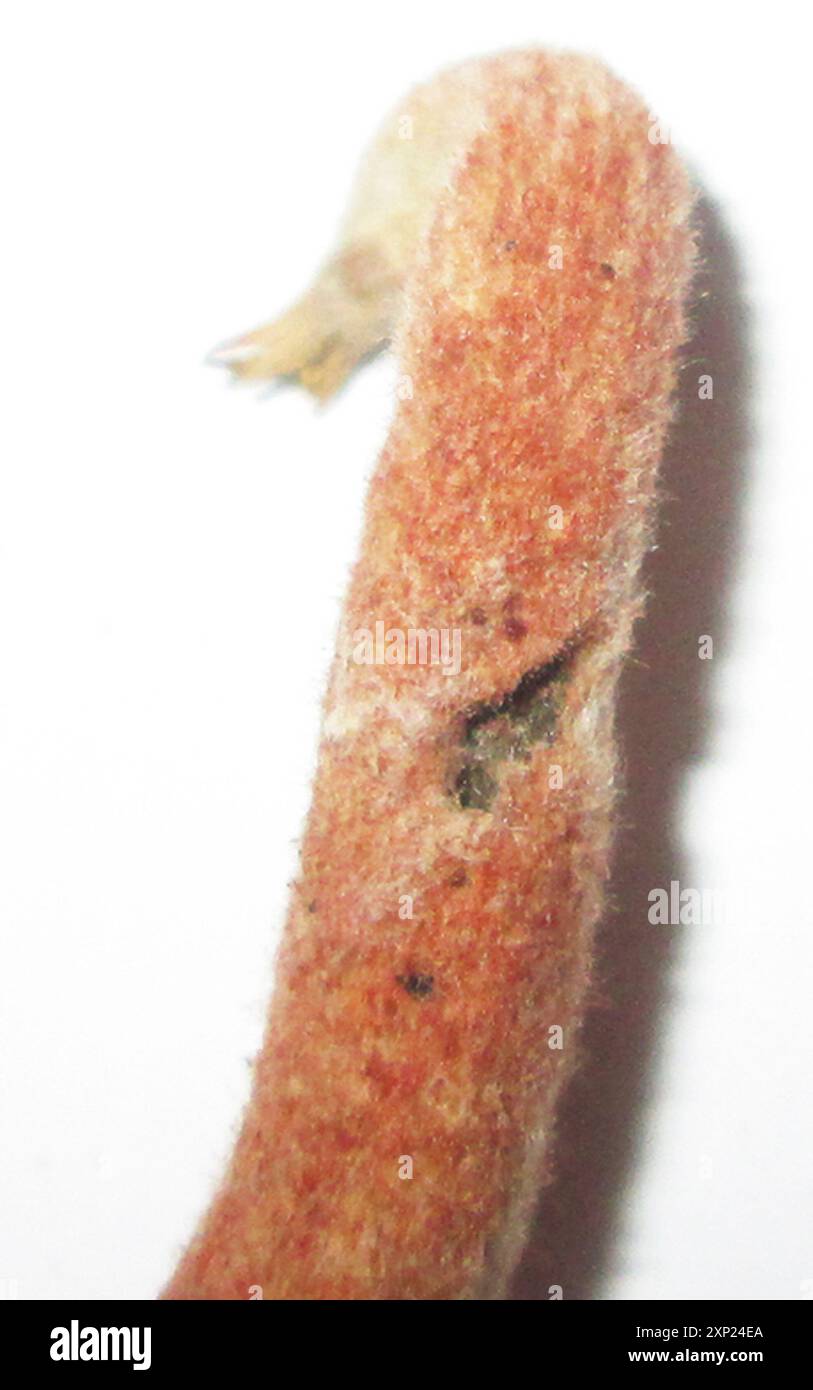 silver terminalia (Terminalia sericea) Plantae Stock Photo - Alamy