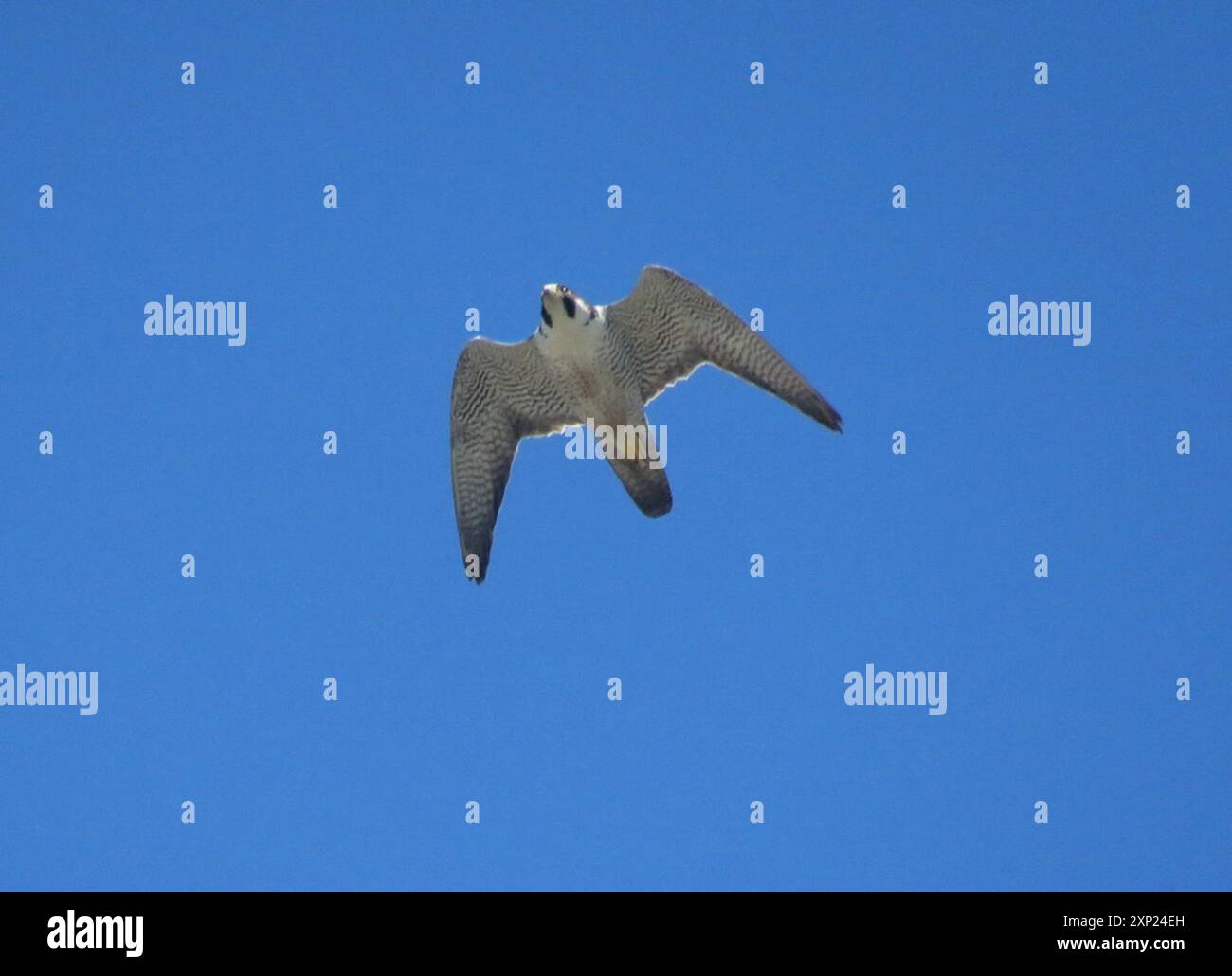 American Tundra Peregrine Falcon (Falco peregrinus tundrius) Aves Stock ...