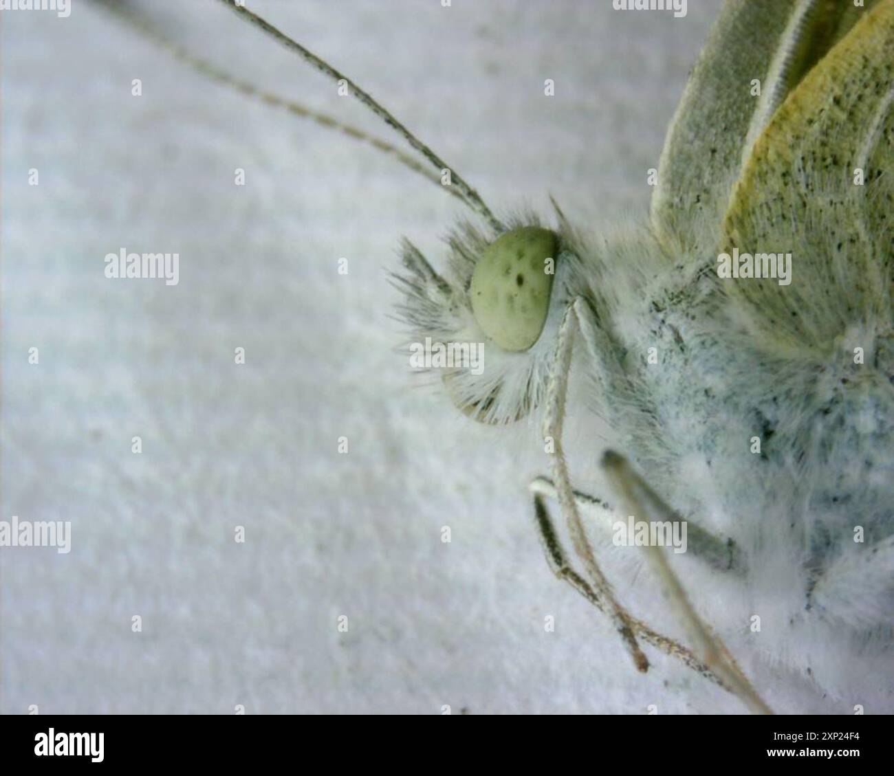 (Pieris rapae crucivora) Insecta Stock Photo - Alamy