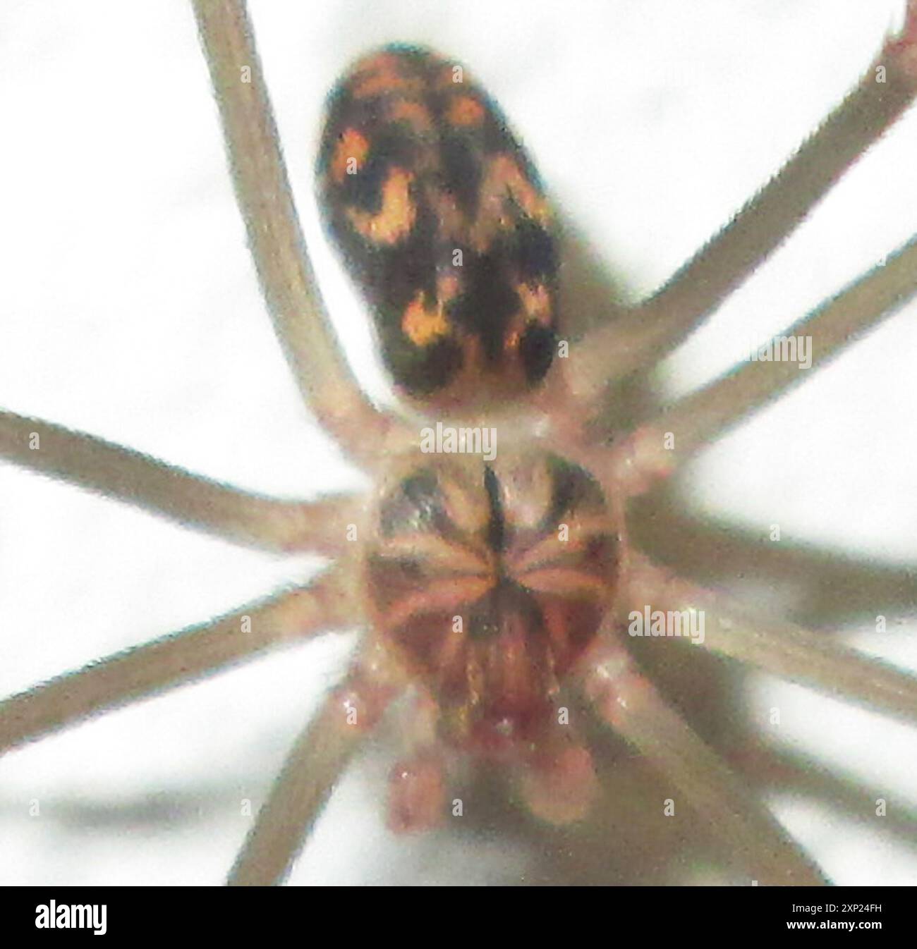 Northern Violin Spider (Loxosceles simillima) Arachnida Stock Photo - Alamy