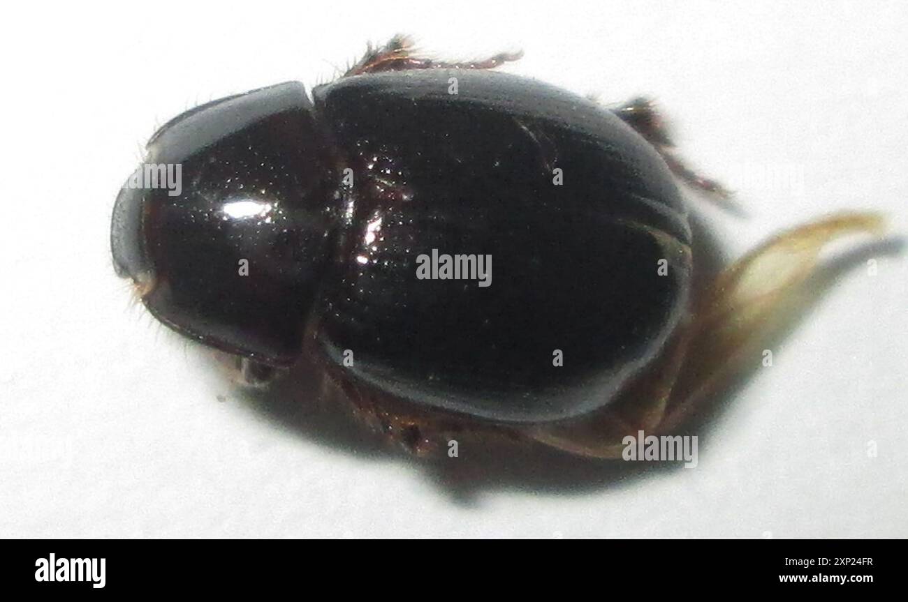 Scavenger and Pill Scarab Beetles (Hybosoridae) Insecta Stock Photo - Alamy